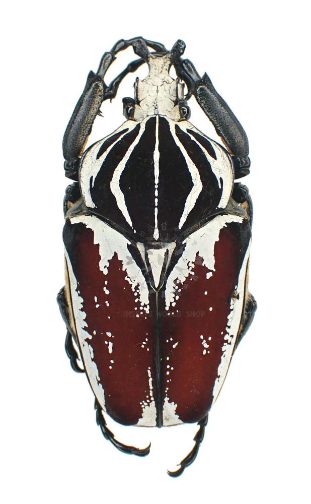 GOLIATHUS GOLIATUS VAR. APICALIS - InsectsWorldShop - Vente d'insectes ...