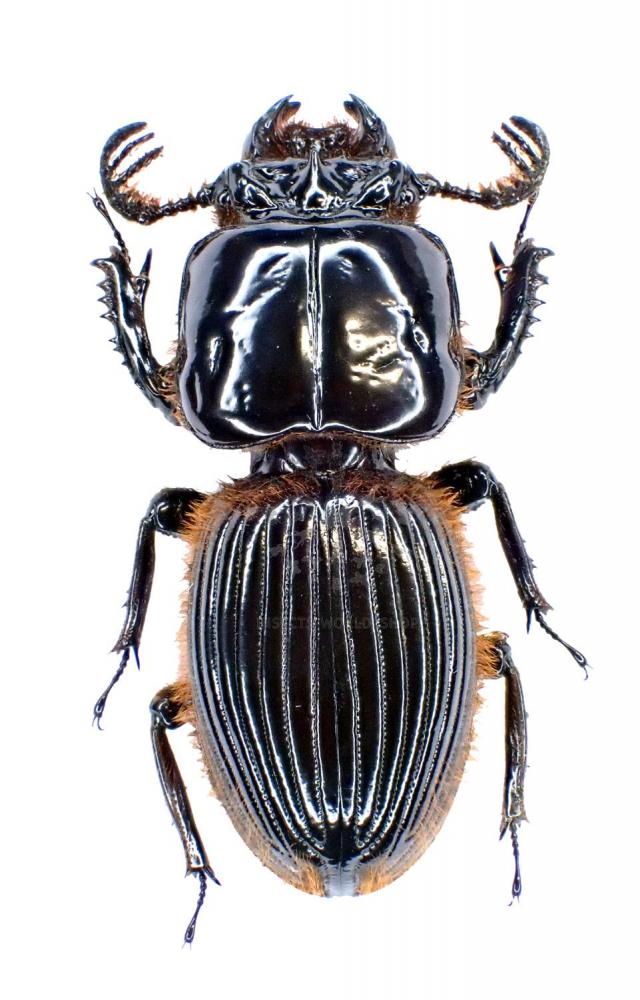 PROCULUS GORYI - InsectsWorldShop - Vente d'insectes du monde