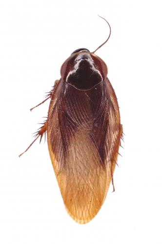 BLATTE SP5 - InsectsWorldShop - Vente d'insectes du monde