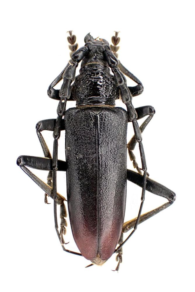 CERAMBYX MILES - InsectsWorldShop - Vente d'insectes du monde