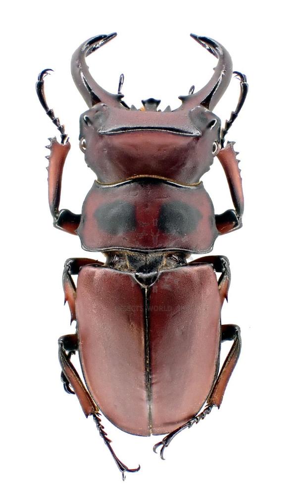 HOMODERUS GLADIATOR - InsectsWorldShop - Vente d'insectes du monde