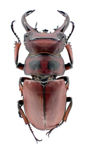 HOMODERUS GLADIATOR - InsectsWorldShop - Vente d'insectes du monde