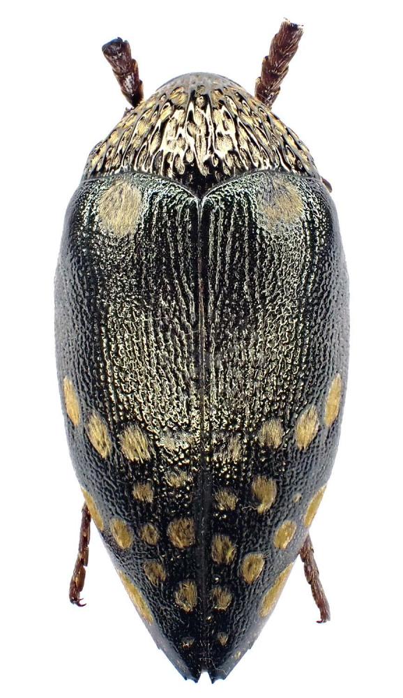 STERNOCERA CASTANEA BOUCARDI - InsectsWorldShop - Vente d'insectes du monde