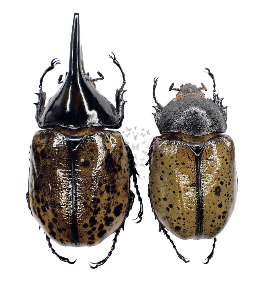 DYNASTES MAYA - InsectsWorldShop - Vente d'insectes du monde