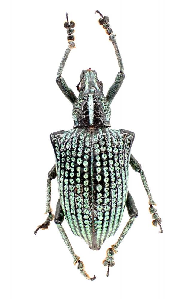 ENTIMUS IMPERIALIS - InsectsWorldShop - Vente d'insectes du monde