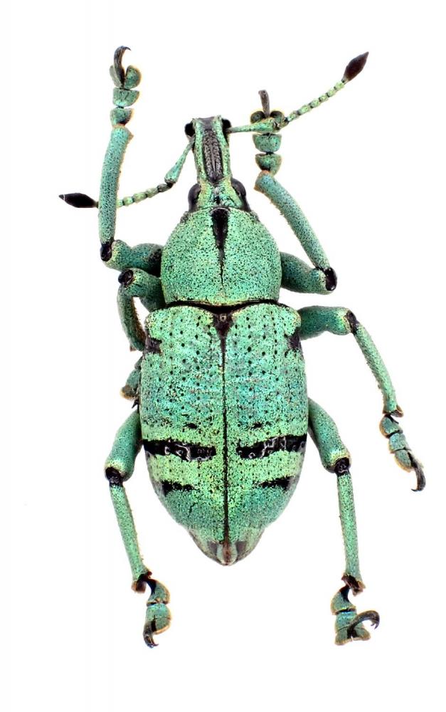 EUPHOLUS HUMERALIS FORME 2 - InsectsWorldShop - Vente d'insectes du monde