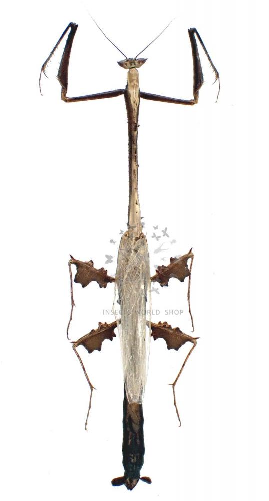 PARATOXODERA MEGGITTI - InsectsWorldShop - Vente d'insectes du monde