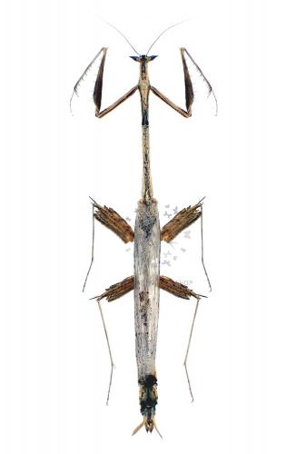 PARATOXODERA SUBPARALLELLA - InsectsWorldShop - Vente d'insectes du monde