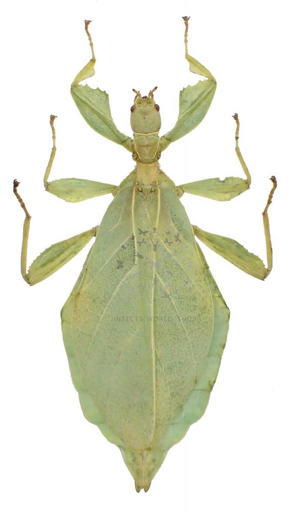 PHYLLIUM (PHYLLIUM) JACOBSONI - InsectsWorldShop - Vente d'insectes du ...