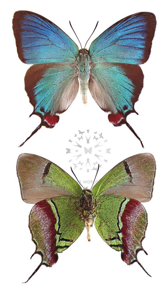 EVENUS REGALIS - InsectsWorldShop - Vente d'insectes du monde