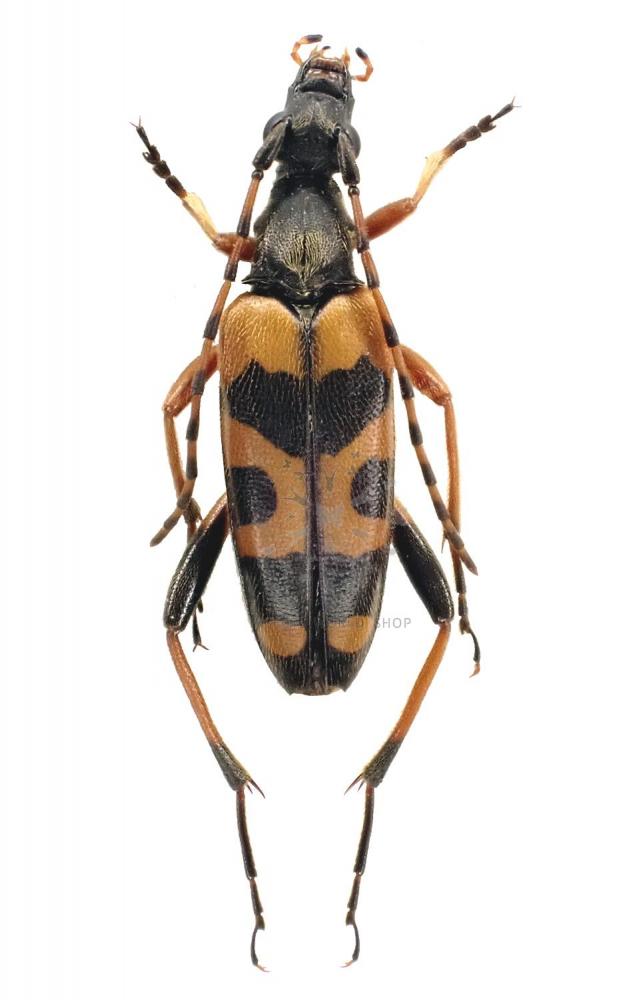 RUTPELA MACULATA VAR. DISCONOTATA - InsectsWorldShop - Vente d'insectes ...
