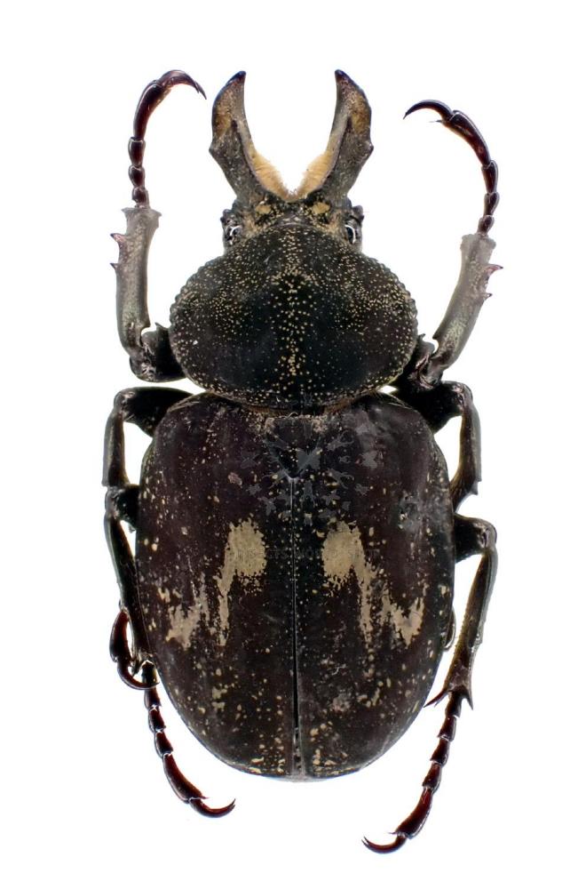 INCA AXELI - InsectsWorldShop - Vente d'insectes du monde