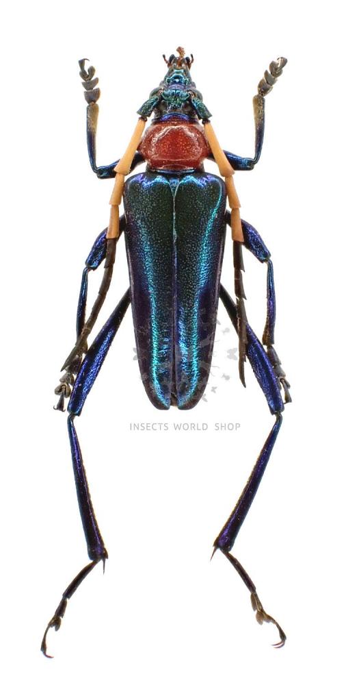PACHYTERIA RUFICOLLIS - InsectsWorldShop - Vente d'insectes du monde