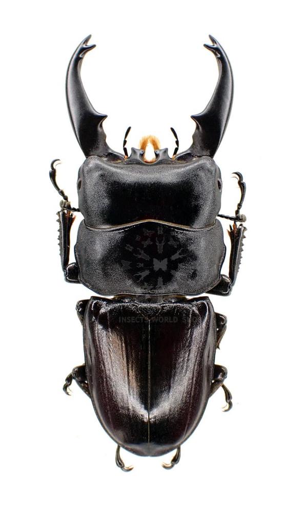 DORCUS TITANUS NOBUYUKII - InsectsWorldShop - Vente d'insectes du monde