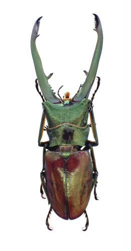 CYCLOMMATUS CHEWI - InsectsWorldShop - Vente d'insectes du monde