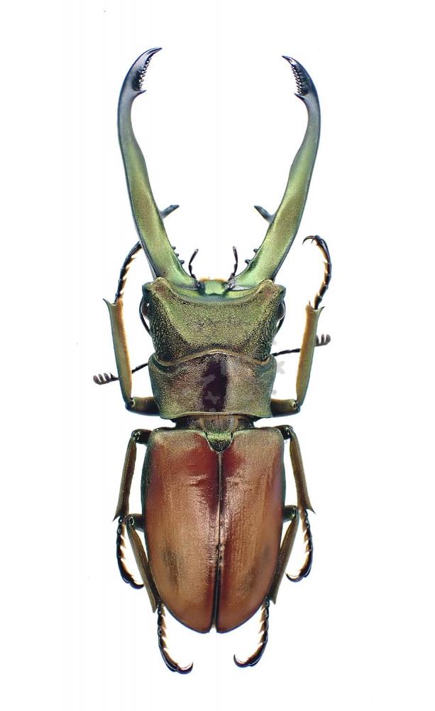 CYCLOMMATUS CHEWI - InsectsWorldShop - Vente d'insectes du monde