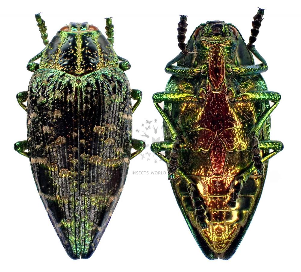 POLYBOTHRIS SUMPTUOSA SUMPTUOSA - InsectsWorldShop - Vente d'insectes ...