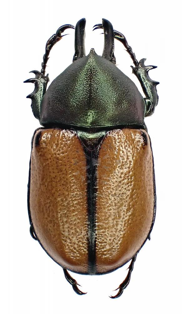 AGAOCEPHALA CORNIGERA - InsectsWorldShop - Vente d'insectes du monde