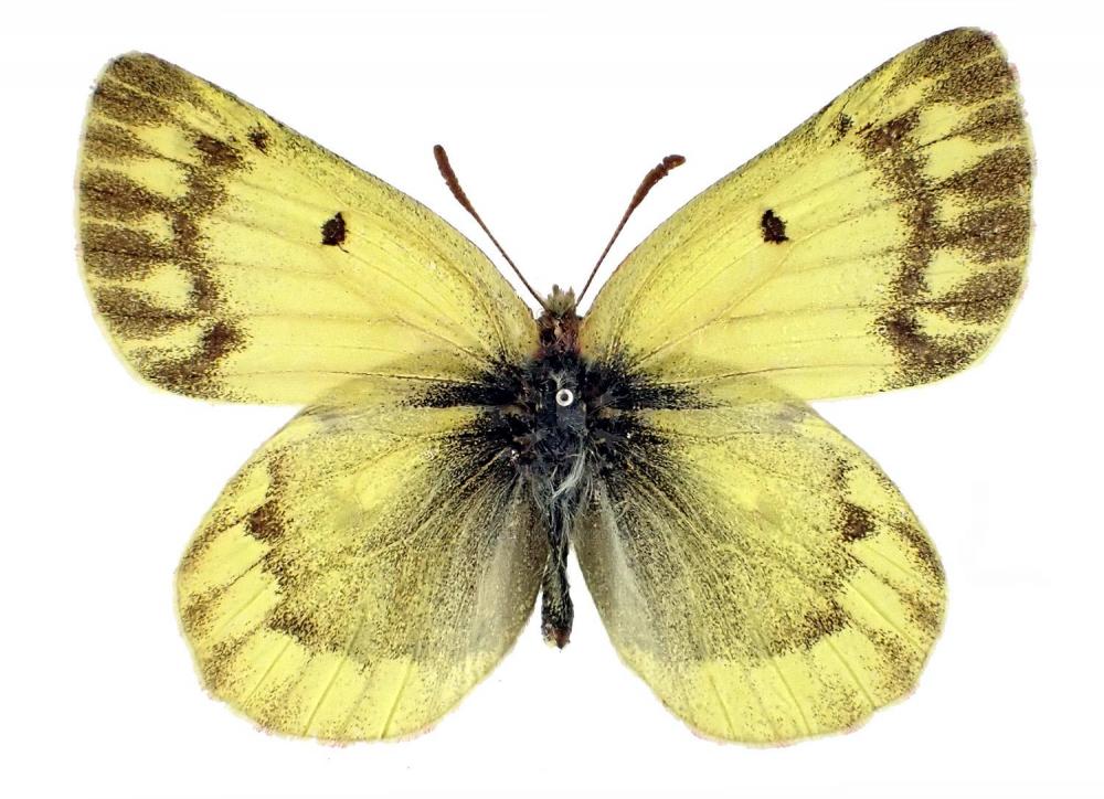 COLIAS THRASIBULUS THRASIBULUS - InsectsWorldShop - Vente d'insectes du ...