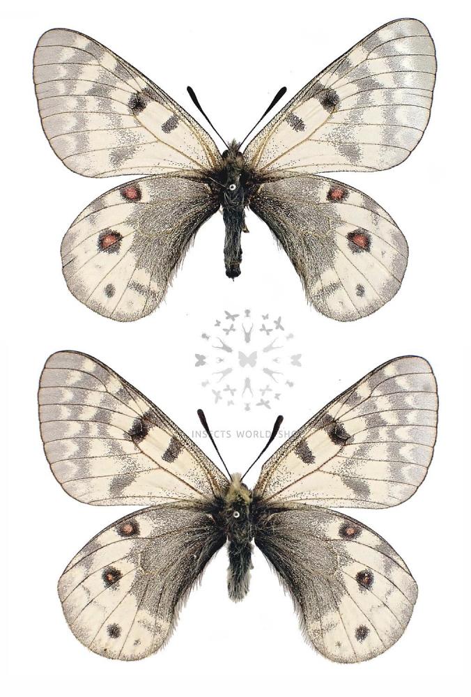 PARNASSIUS ACDESTIS RUPSHUANA - InsectsWorldShop - Vente d'insectes du ...