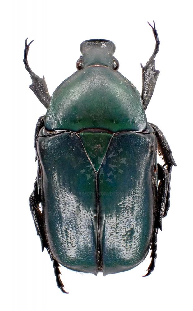 RHOMBORRHINA MELLYI - InsectsWorldShop - Vente d'insectes du monde