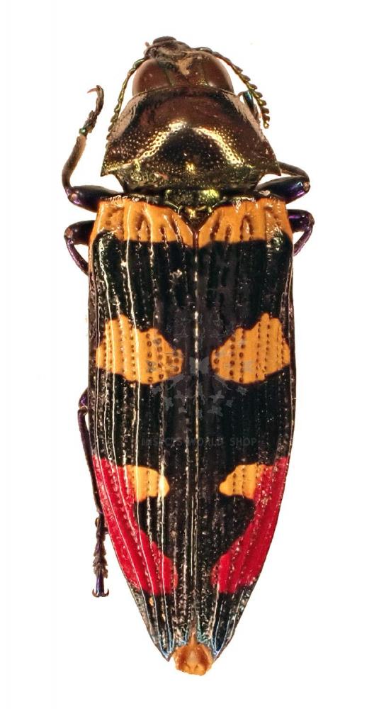 CASTIARINA INSIGNIS - InsectsWorldShop - Vente d'insectes du monde