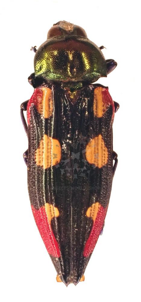 CASTIARINA PRODUCTA - InsectsWorldShop - Vente d'insectes du monde