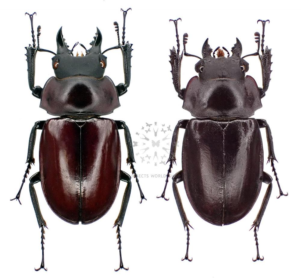 NEOLUCANUS WATERHOUSEI - InsectsWorldShop - Vente d'insectes du monde