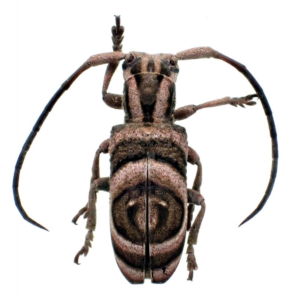 CYCLOTAENIA DISCUS - InsectsWorldShop - Vente d'insectes du monde