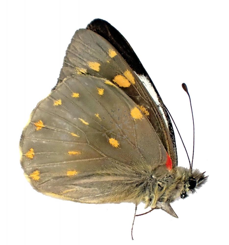 DELIAS MICROSTICHA SERRATULA - InsectsWorldShop - Vente d'insectes du monde