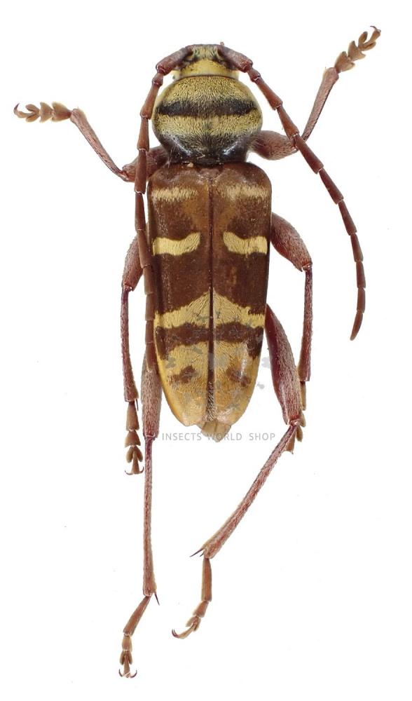 PLAGIONOTUS DETRITUS - InsectsWorldShop - Vente d'insectes du monde