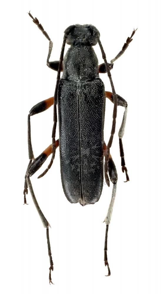 GRAMMOPTERA ABDOMINALIS VAR NIGRESCENS - InsectsWorldShop - Vente d ...