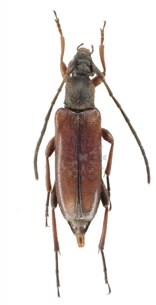 ALOSTERNA TABACICOLOR VAR NIGRICORNIS - InsectsWorldShop - Vente d ...