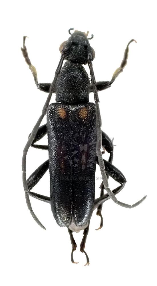 ANOPLODERA SEXGUTTATA VAR. PYRENAICA - InsectsWorldShop - Vente d ...