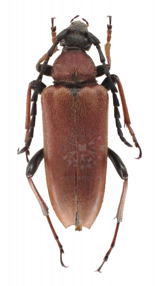 STICTOLEPTURA RUBRA - InsectsWorldShop - Vente d'insectes du monde