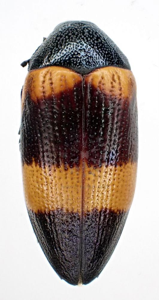 STERNOCERA HUNTERI HUNTERI - InsectsWorldShop - Vente d'insectes du monde