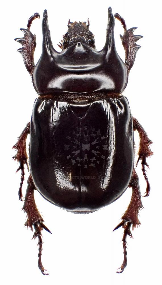BOTHYNUS ENTELLUS - InsectsWorldShop - Vente d'insectes du monde